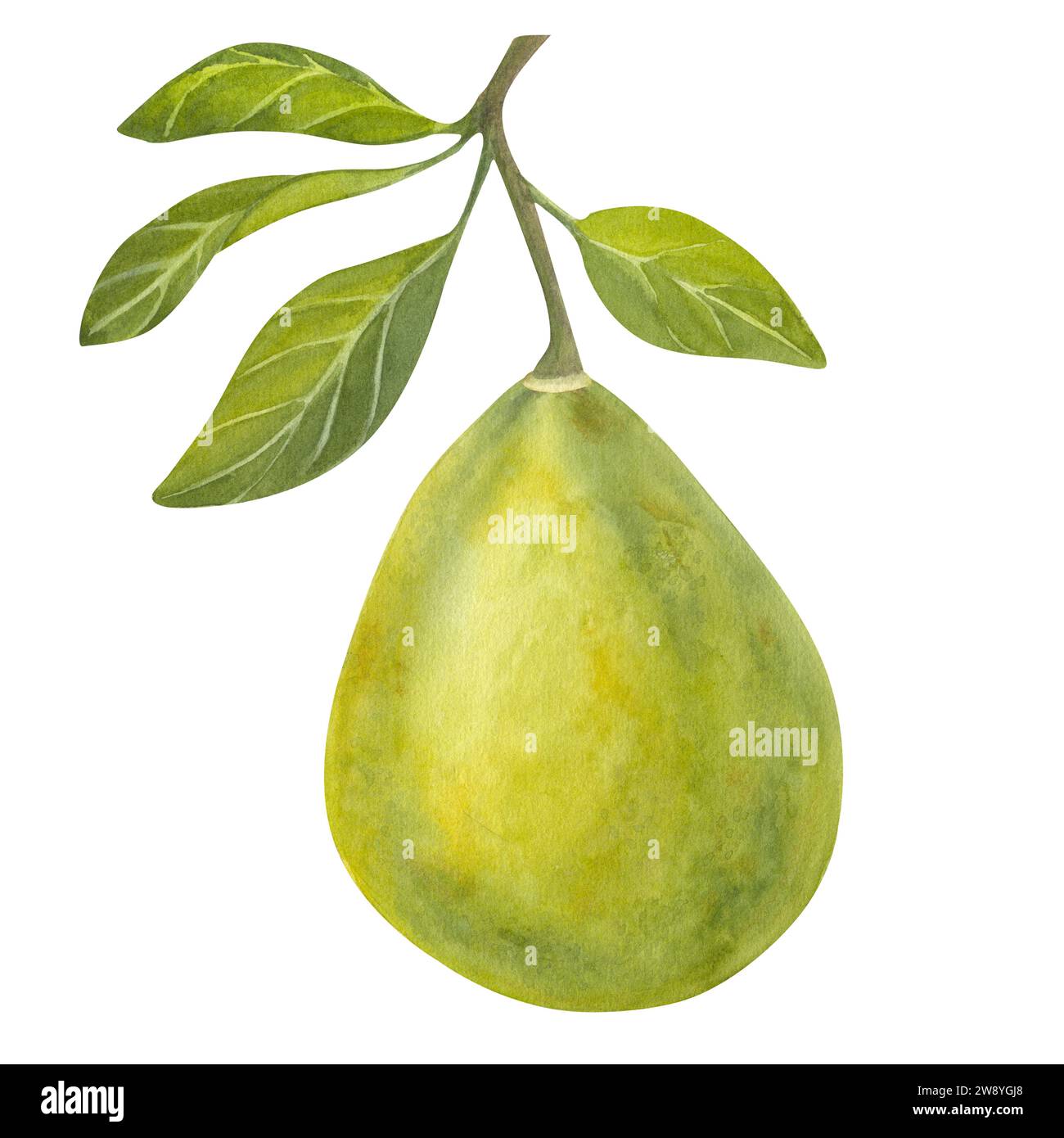 Pomelo largest citrus. Fresh yellow green juicy fruit on a branch, with ...
