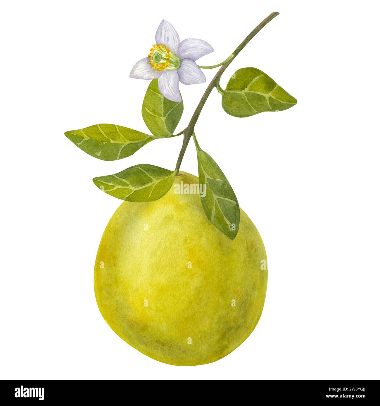 Pomelo largest citrus. Fresh yellow green juicy fruit on a branch, with ...