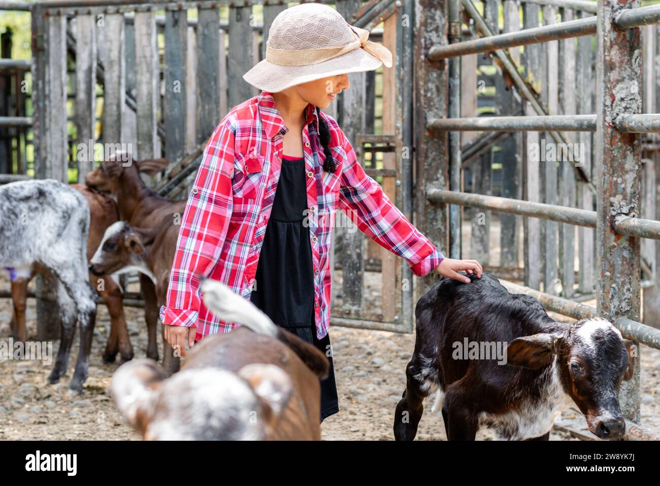 little girl touching the small calf, surrounded by small cow calves ...