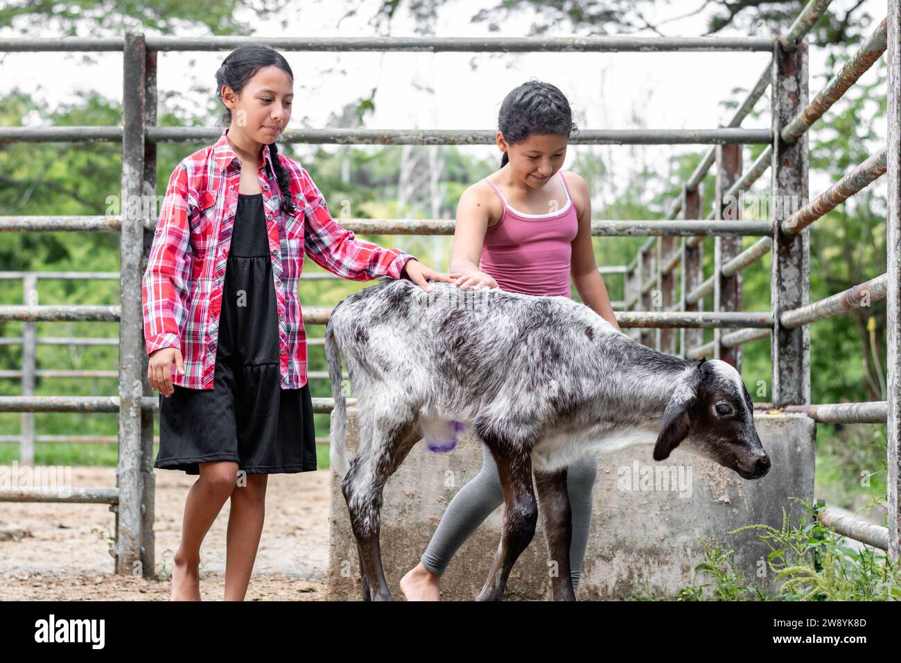 two very happy Latin peasant girls touching their calf while walking ...