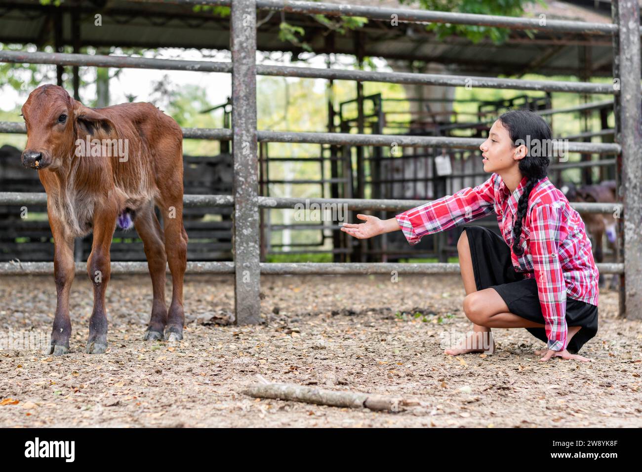 little latin peasant girl leaning on the ground calling the gyr breed ...