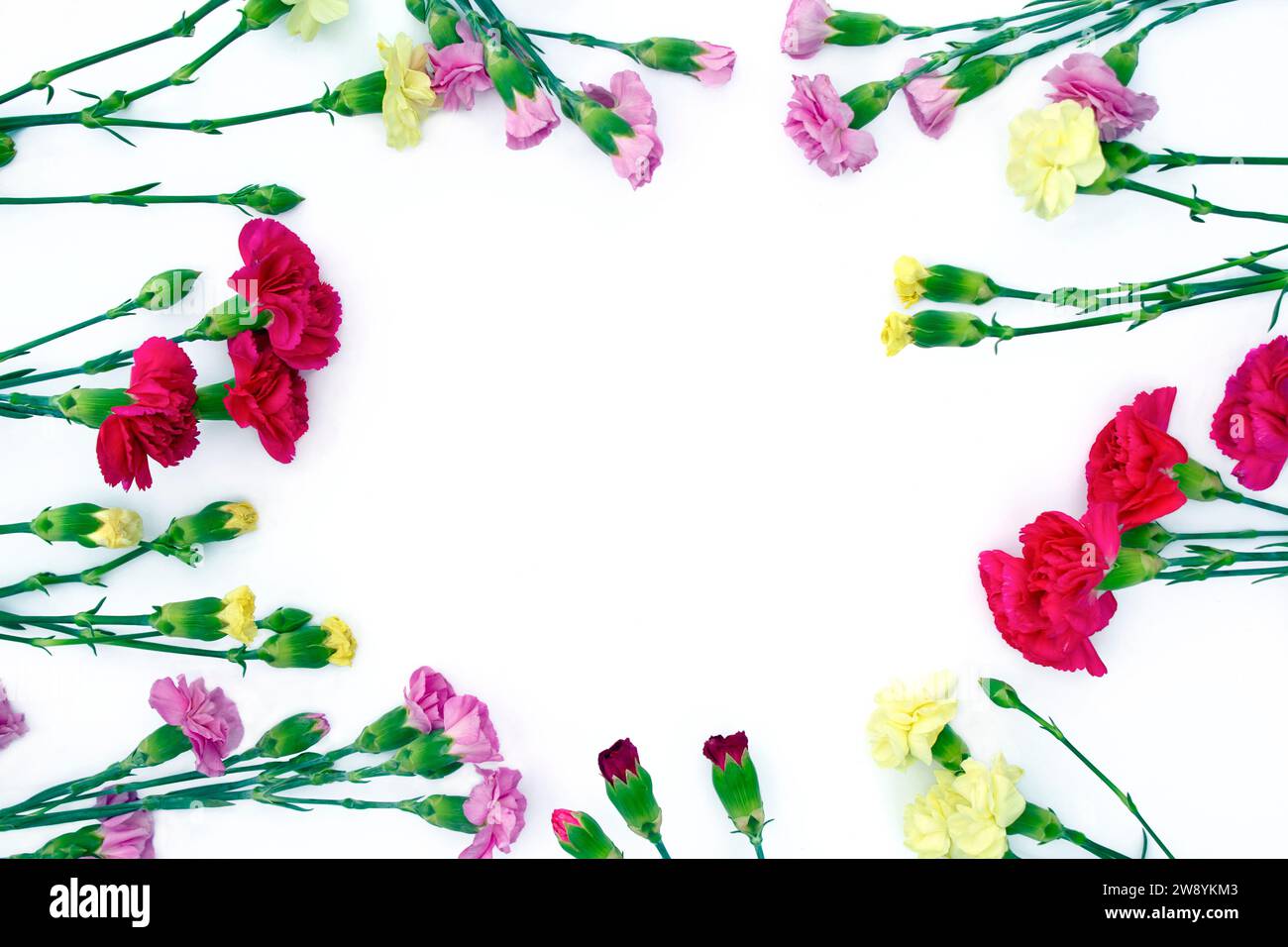 Floral composition. Round frame made of fresh colorful carnation ...