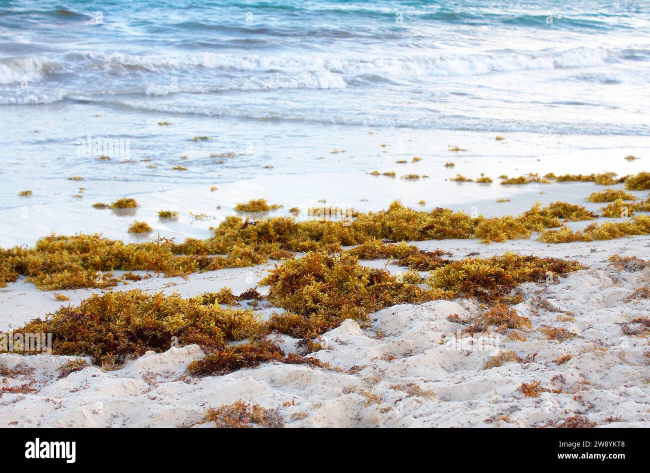 Ocean seaweed at Playa Del Carmen Quintana Roo, Mexico beach with waves ...