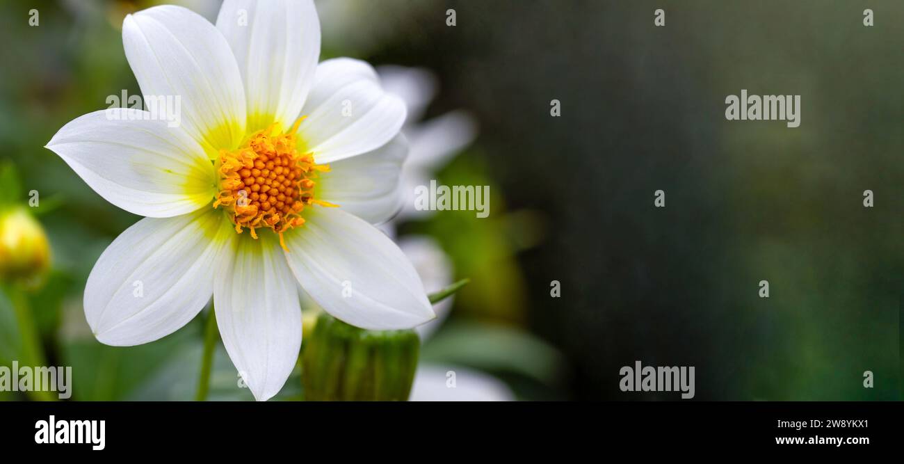White and yellow dahlia single flower banner on the green background ...