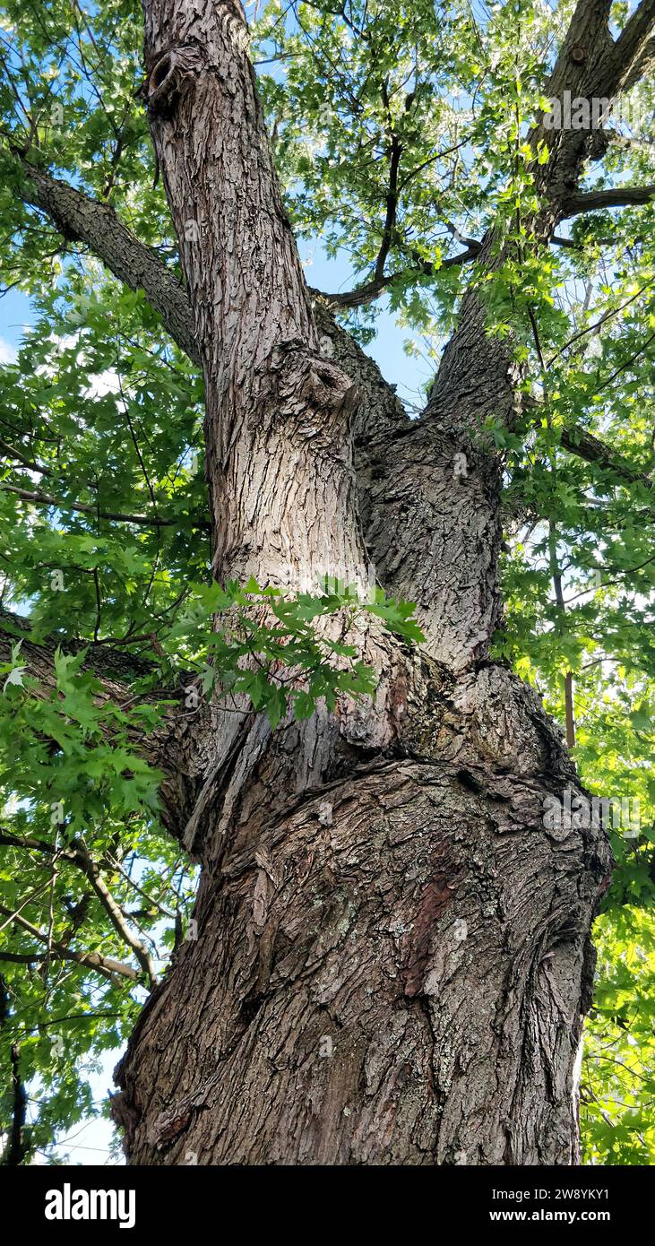 Close up look of old aok tree trunk and branches with green leaves on ...