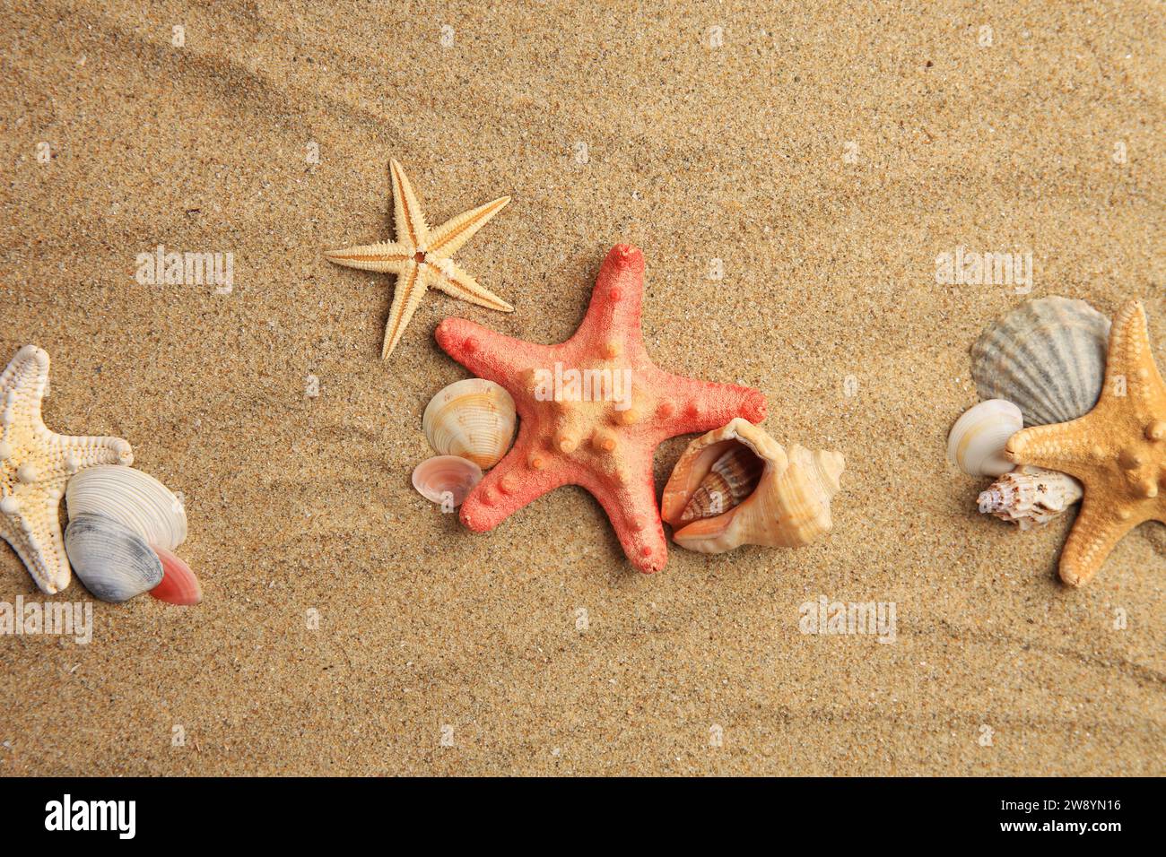 Different sea shells starfishes hi-res stock photography and images - Alamy