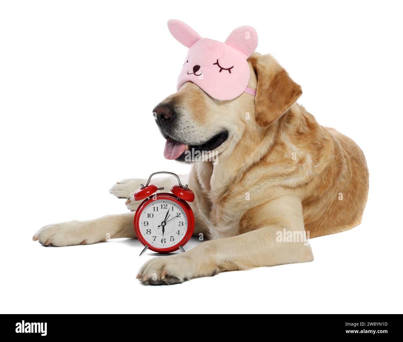 Cute Labrador Retriever with sleep mask and alarm clock resting on ...