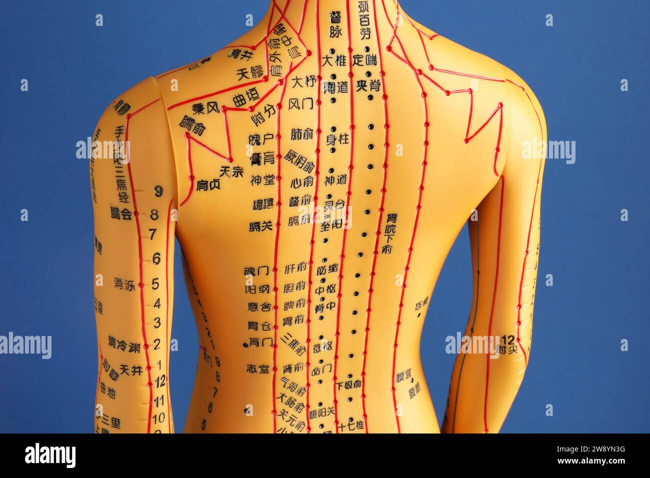 Acupuncture - alternative medicine. Human model with dots and lines on ...