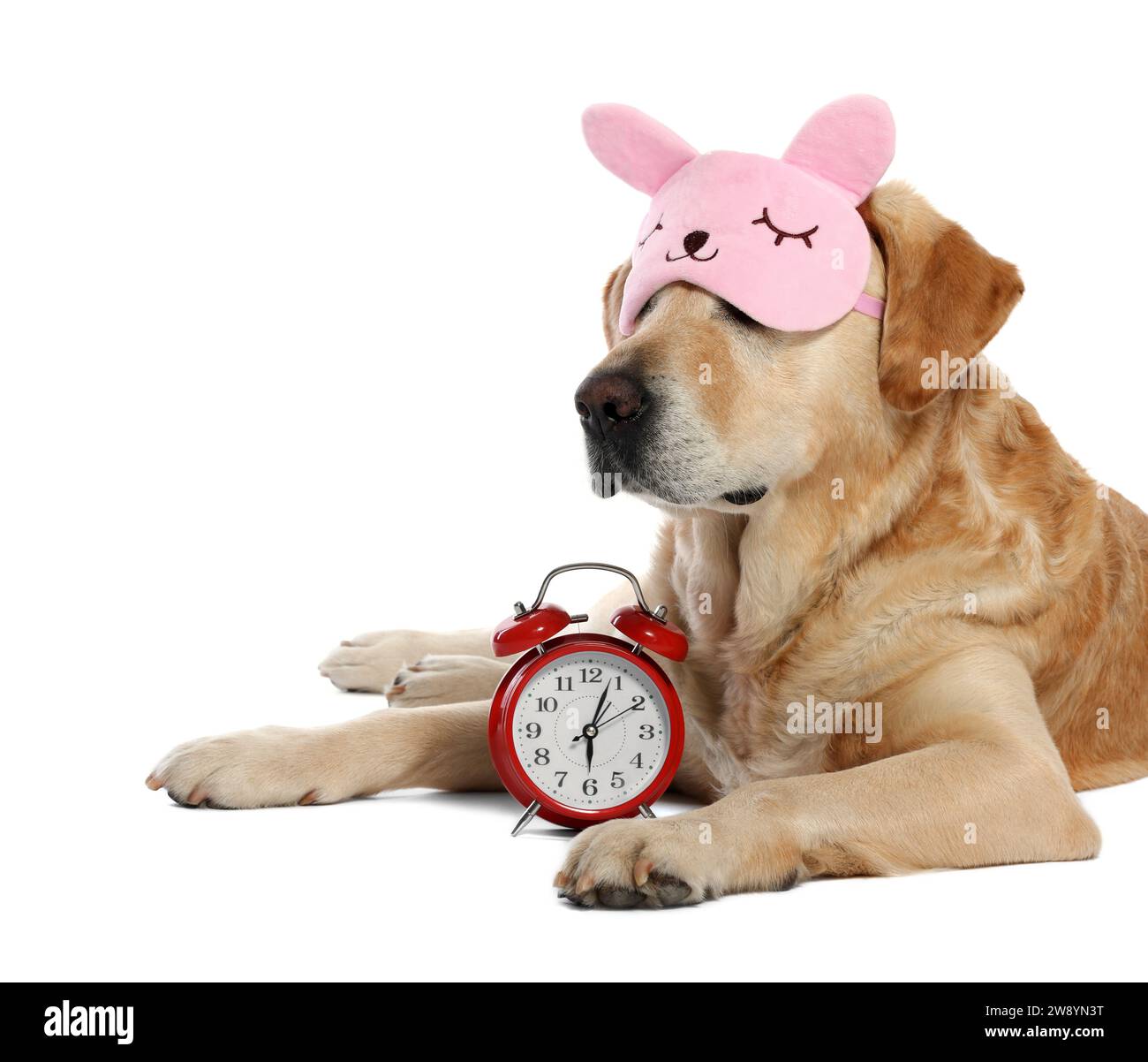 Cute Labrador Retriever with sleep mask and alarm clock resting on ...