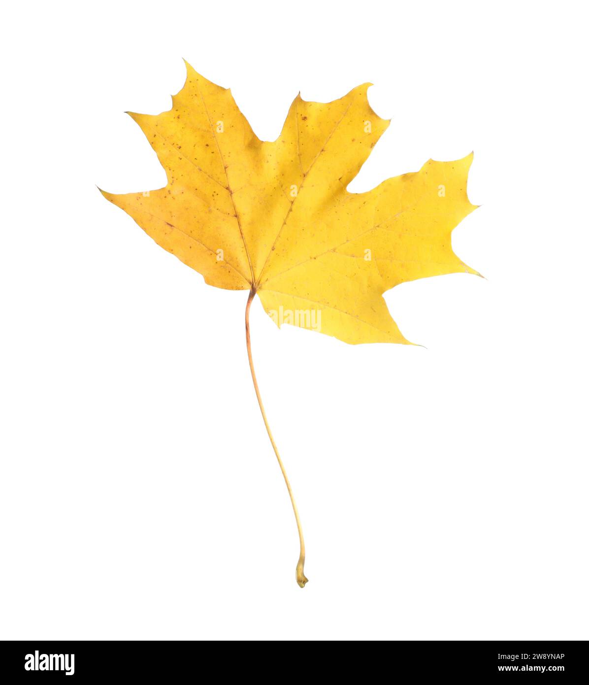 One maple leaf isolated on white. Autumn season Stock Photo - Alamy
