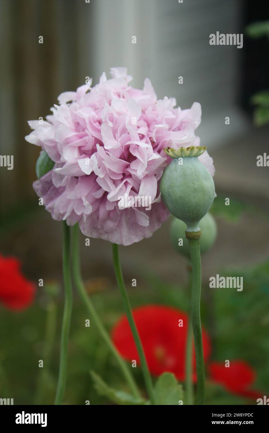 Pink poppy with poppy pod Stock Photo - Alamy