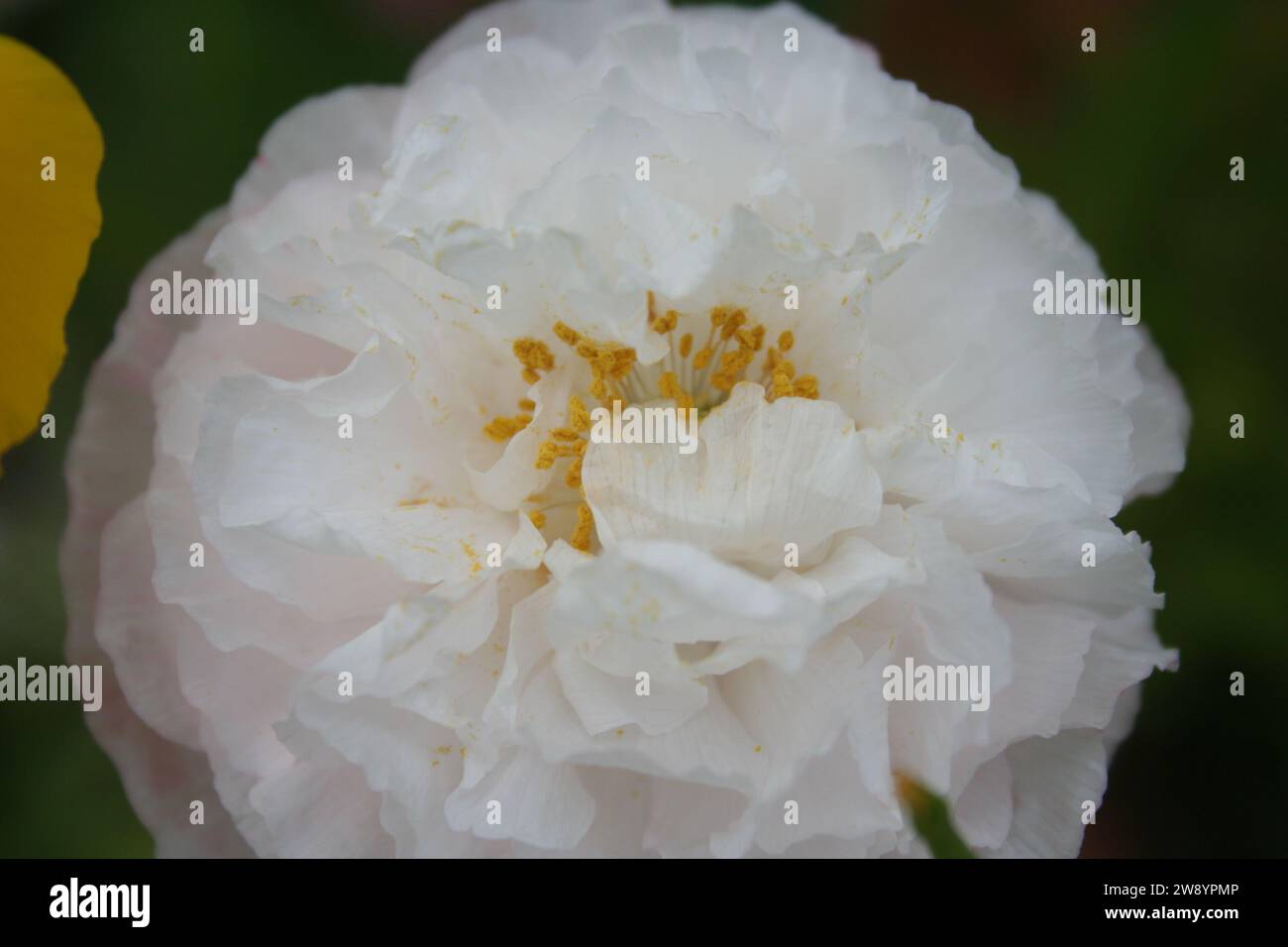 Crosspollinated poppy hi-res stock photography and images - Alamy