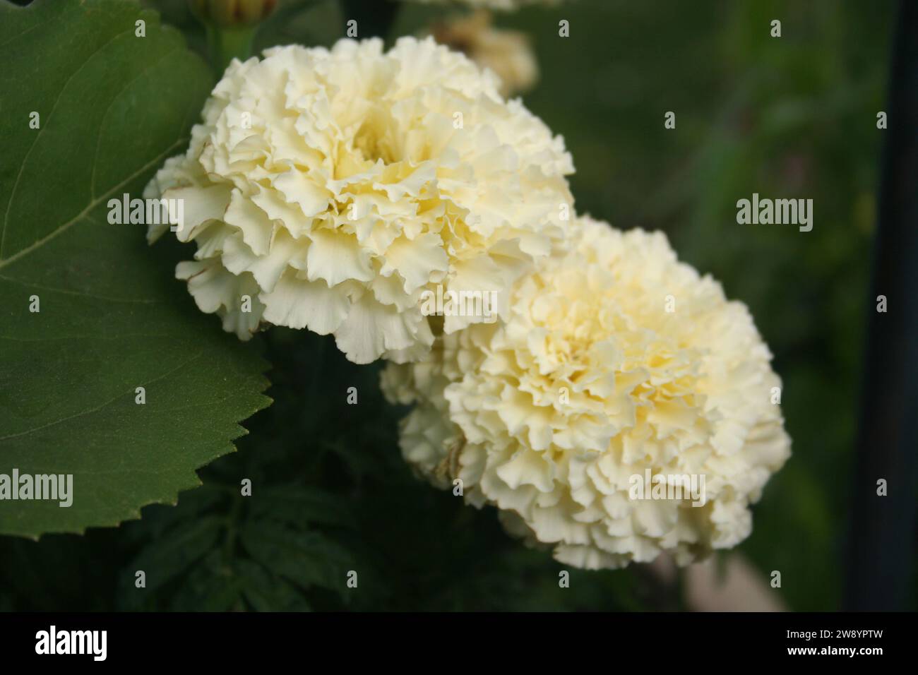 Marigolds in cottage garden in hi-res stock photography and images - Alamy