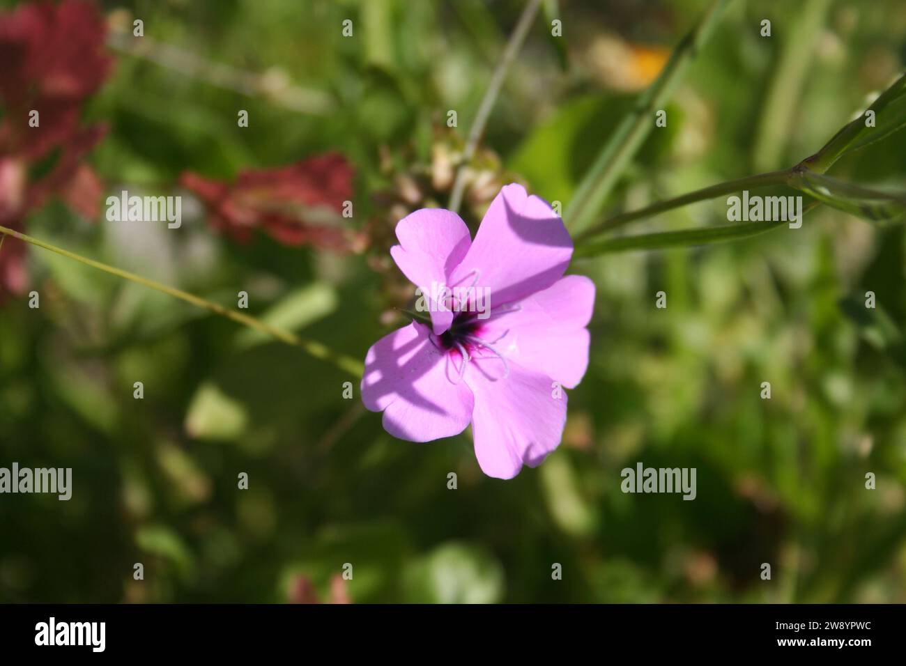 Viscaria flower hi-res stock photography and images - Alamy