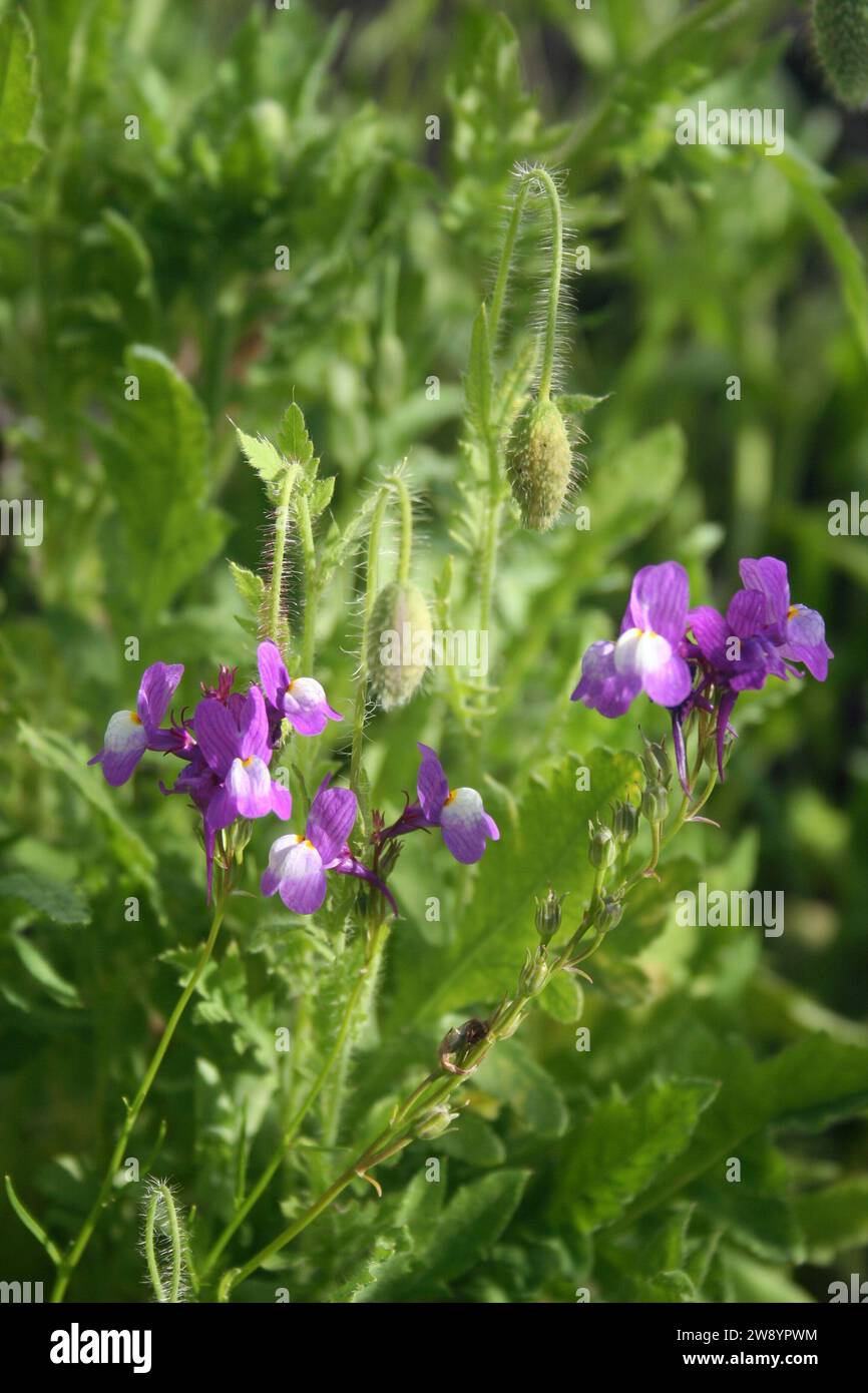 Wildflowers with purple linaria in bloom Stock Photo - Alamy