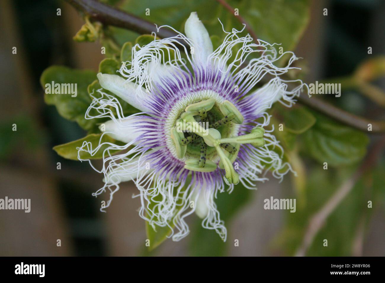Passifloranectary hi-res stock photography and images - Alamy