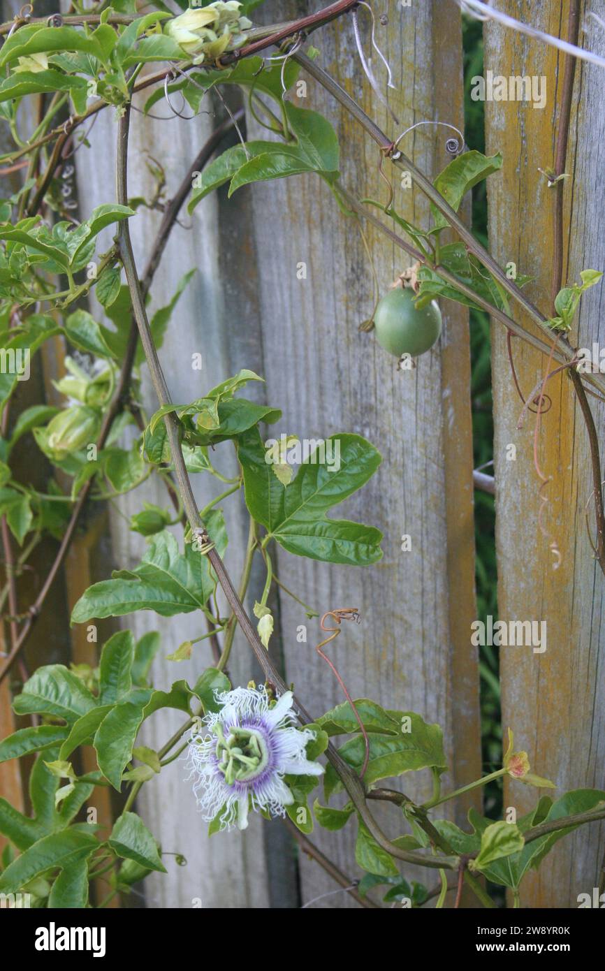 Passionfruit vine on a wooden garden fence hi-res stock photography and ...