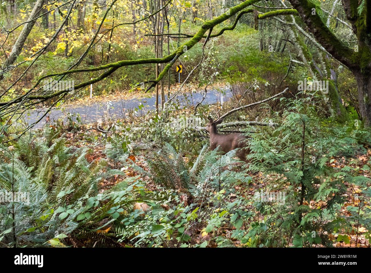 WIldlife in Discovery park in Seattle Stock Photo - Alamy