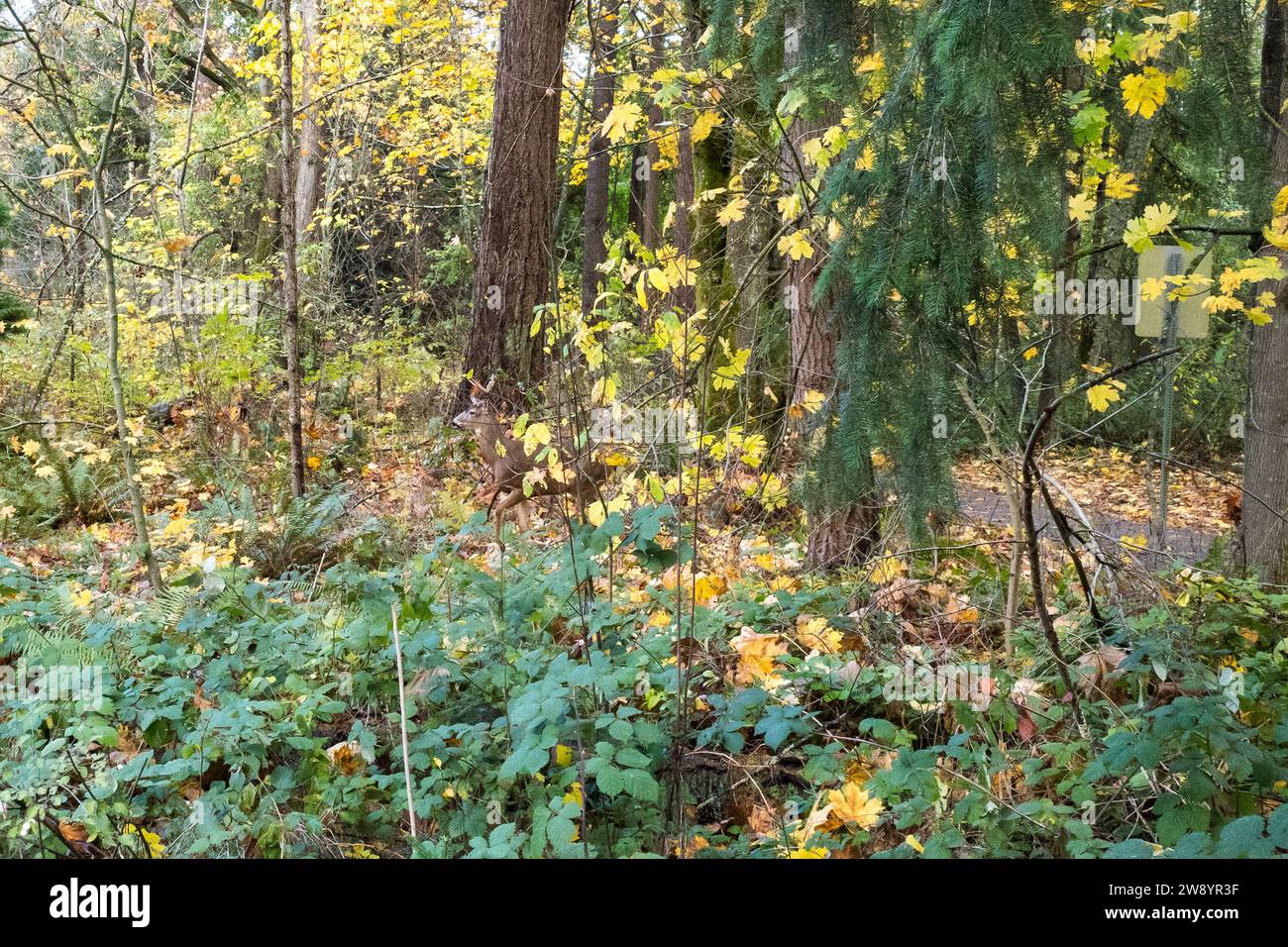 WIldlife in Discovery park in Seattle Stock Photo - Alamy