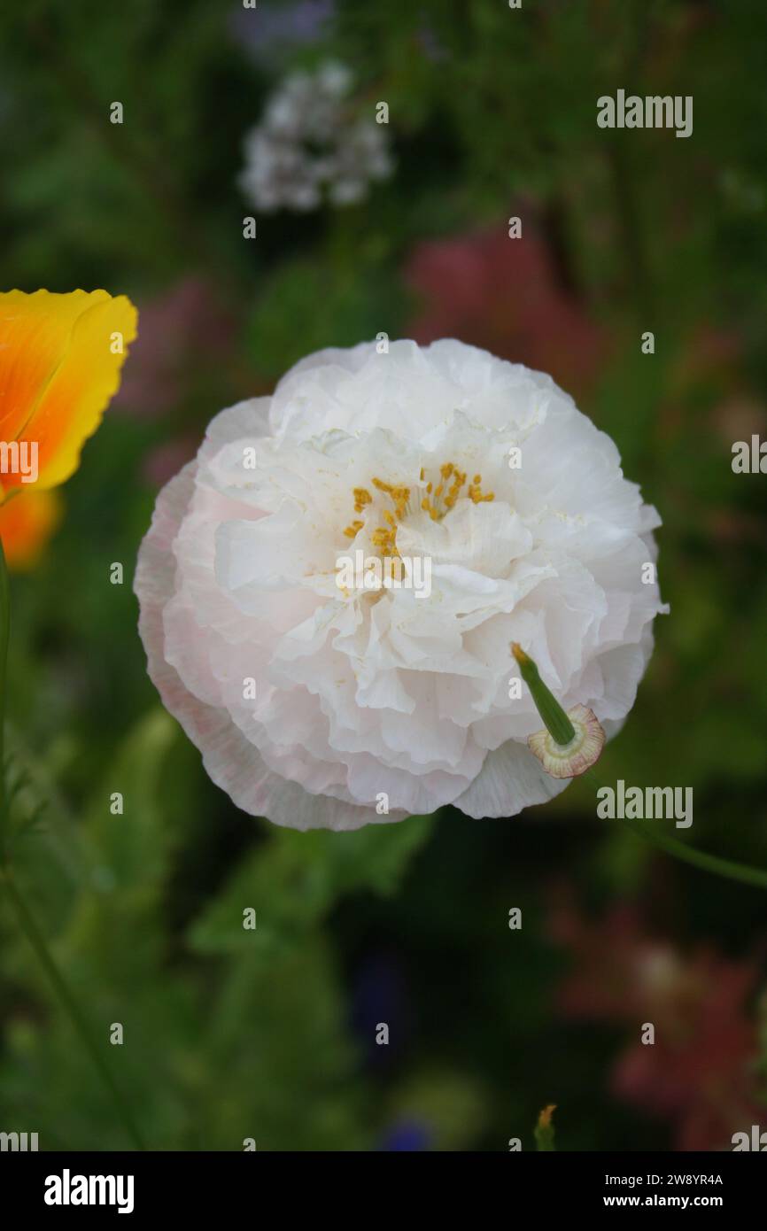 White ruffled poppy hi-res stock photography and images - Alamy