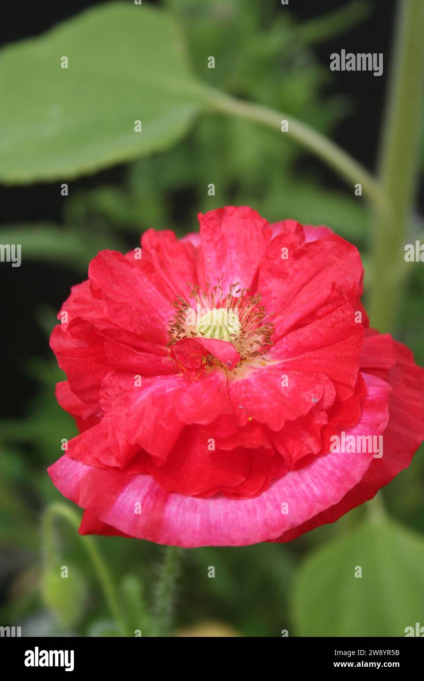 Poppy ovum hi-res stock photography and images - Alamy