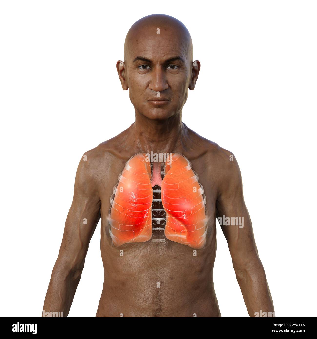 Chest thorax hi-res stock photography and images - Alamy