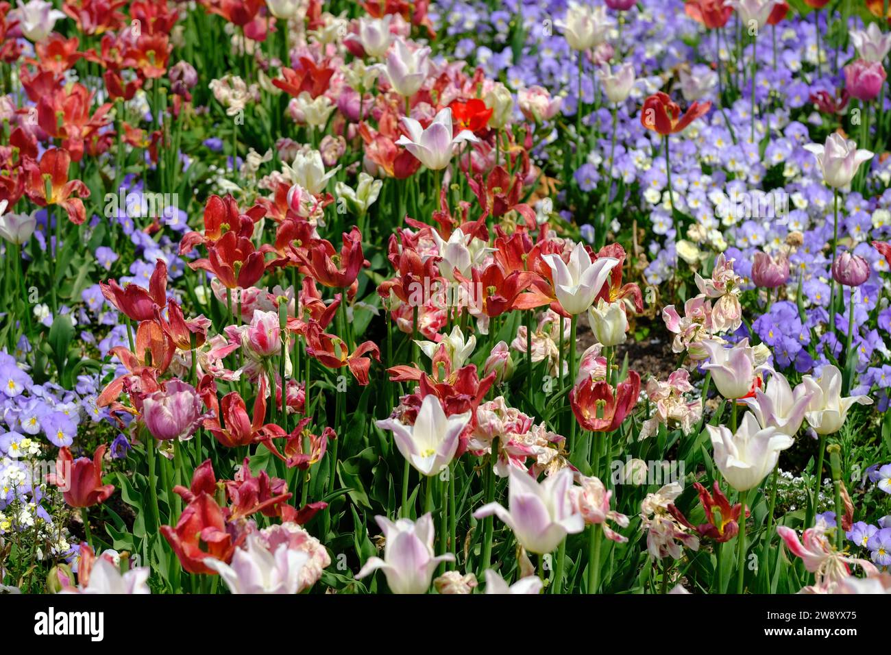 Berlin Germany - Gardens of the World - Flower bed in the garden Stock ...