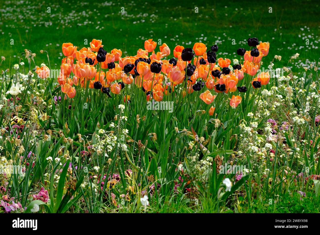 Berlin Germany - Gardens of the World - Tulips bed and meadow flowers ...