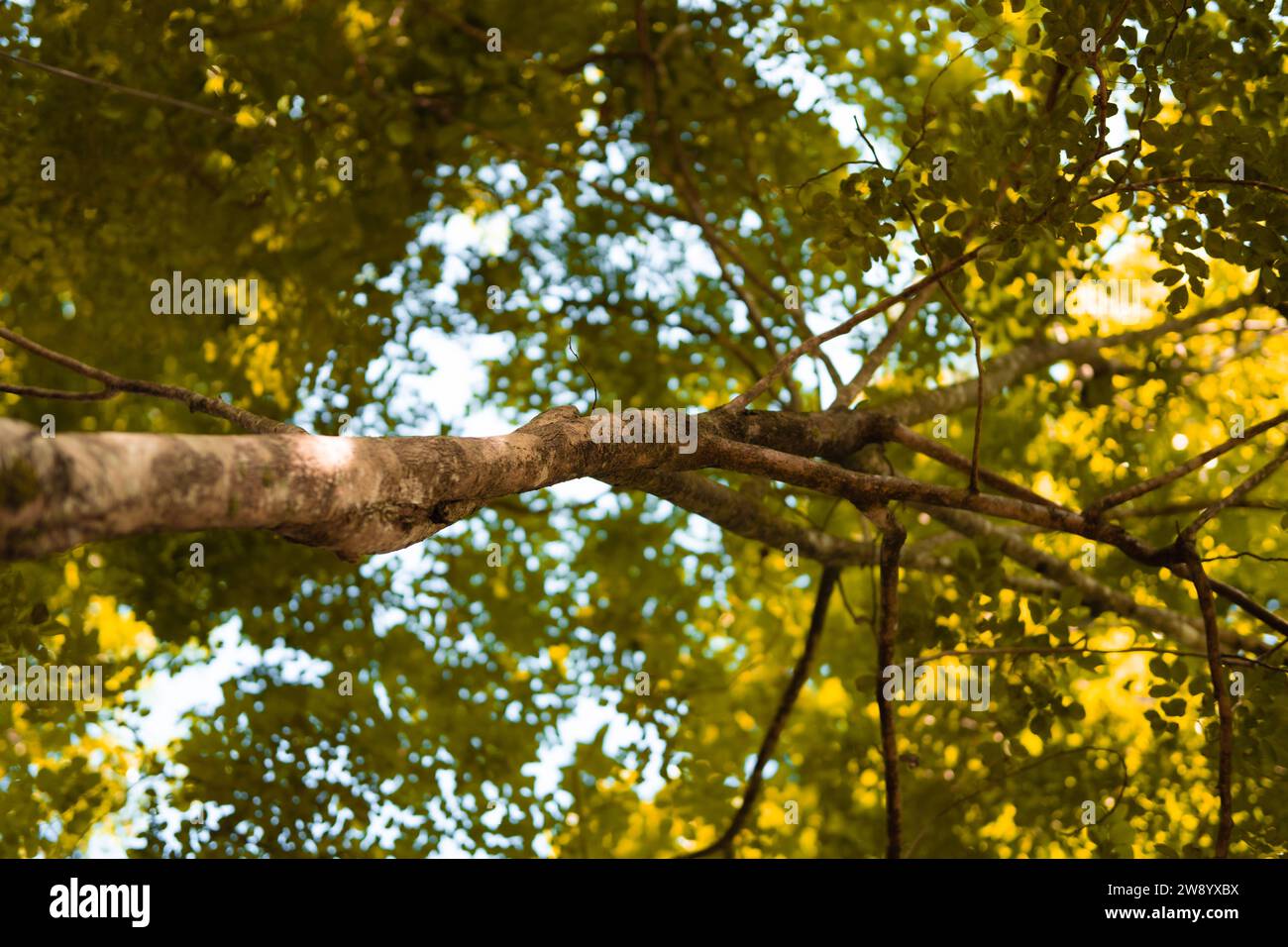 The brown wood and the branches of a tree standing in the jungle inside ...