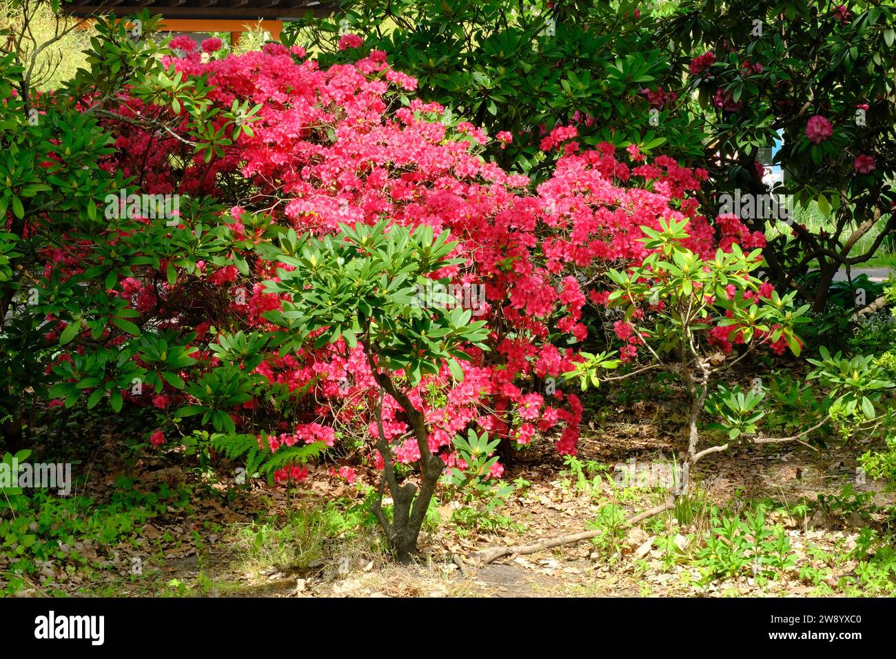 Berlin Germany - Gardens of the World - Rhododendron indicum Stock ...