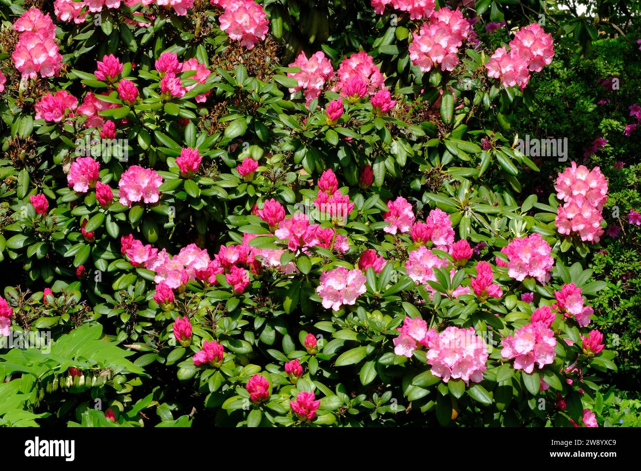 Berlin Germany - Gardens of the World - Azalea - Rhododendron Family ...