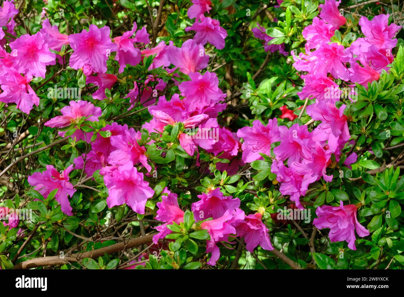Berlin Germany - Gardens of the World - Azalea - Rhododendron Family ...