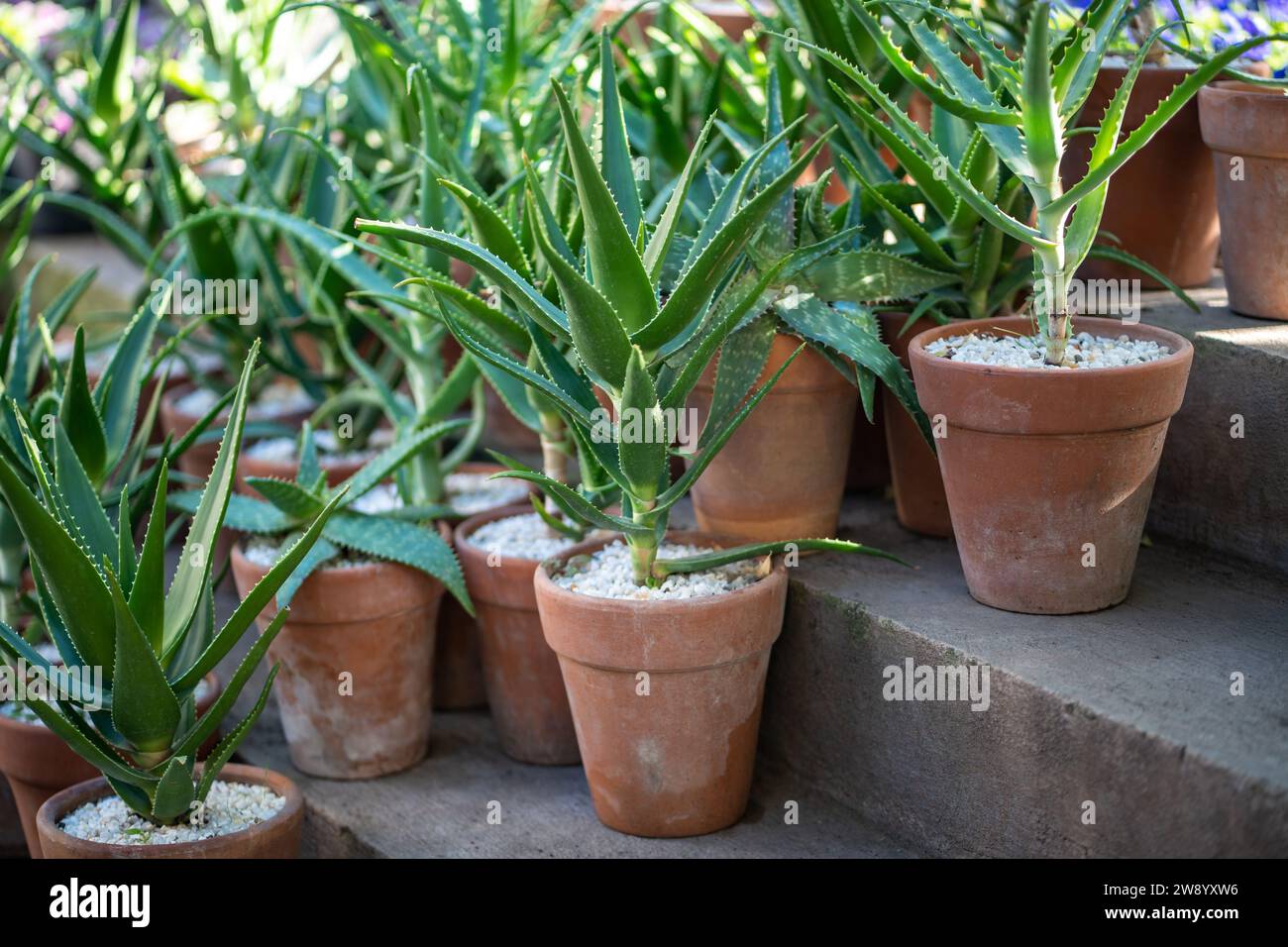 Aloe Vera plant in terracotta ceramic clay pots in outdoor flower shop ...
