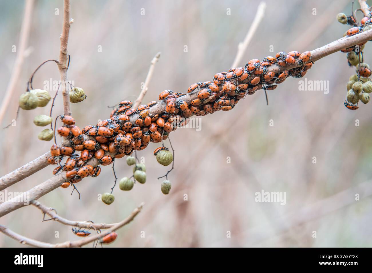 Overwinter ladybug hi-res stock photography and images - Alamy