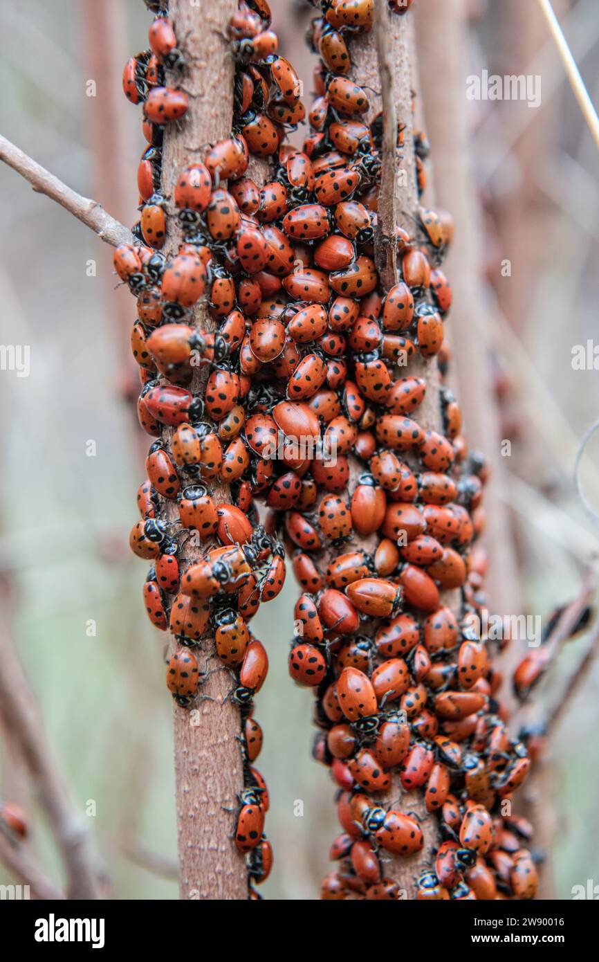 Ladybug plant animal wildlife hi-res stock photography and images - Alamy