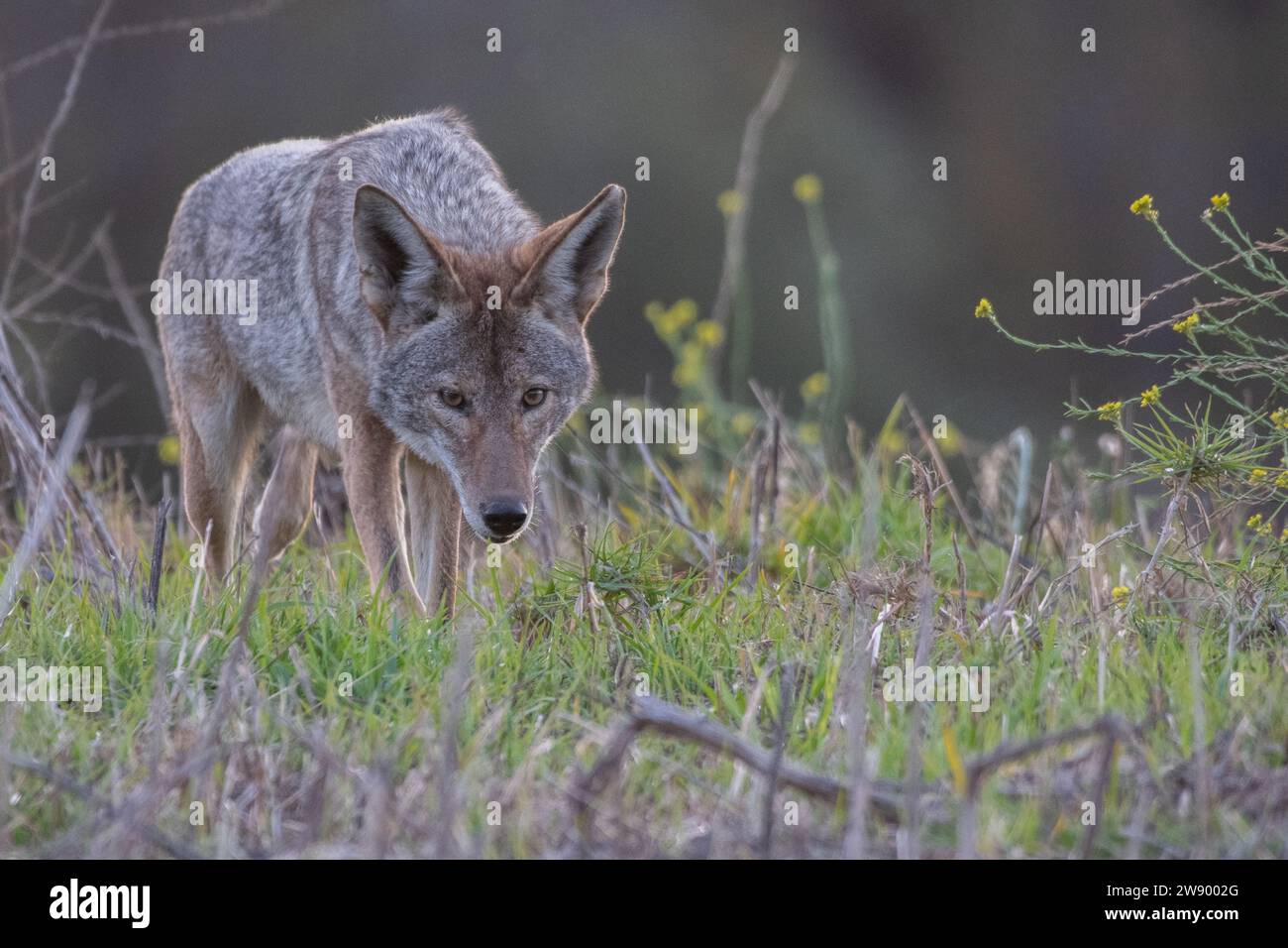 Coyote hunting hi-res stock photography and images - Alamy