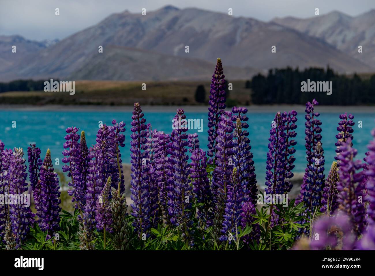 The famous lupines of Lake Tekapo, New Zealand Thousands of lupines ...