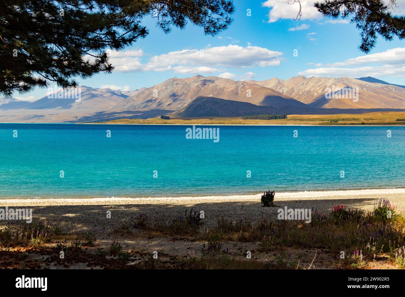 Anthurium scherzerianum schott roja hi-res stock photography and images ...