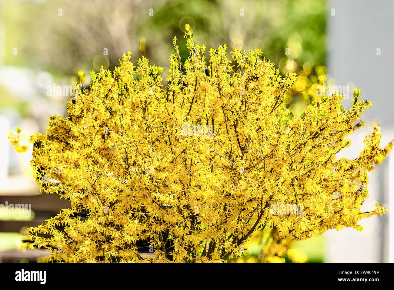Bunch of yellow forsythia flowers Stock Photo - Alamy