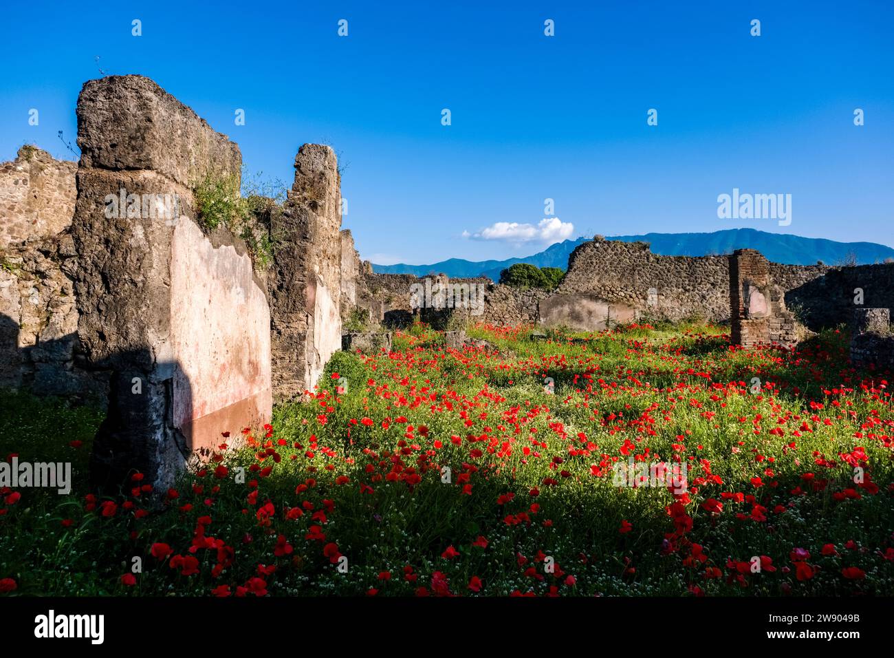 Ruins and poppy flowers in the archaeological site of Pompeii, an ...