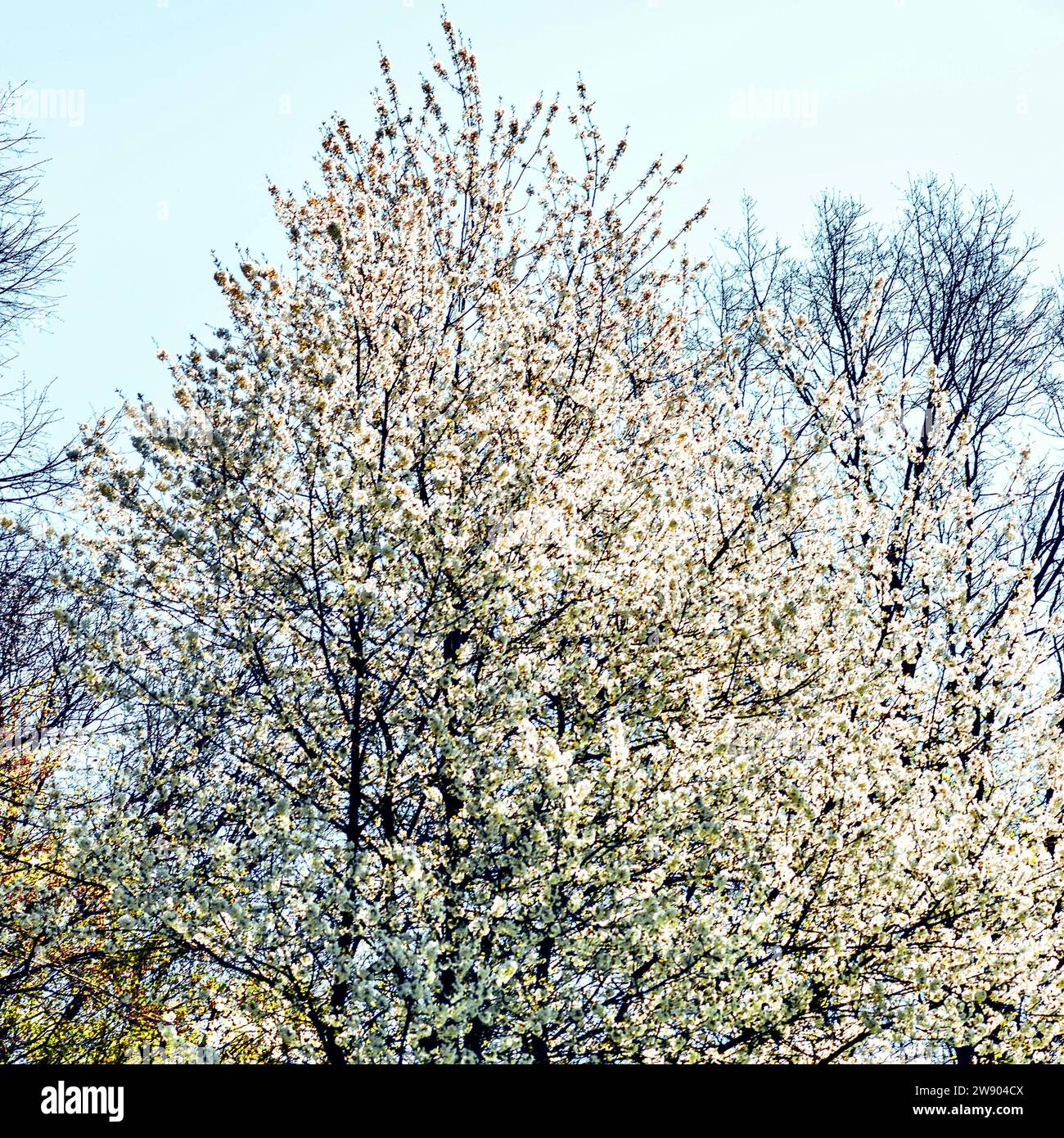 blooming tree in spring with white flowers and blue sky, nature series ...