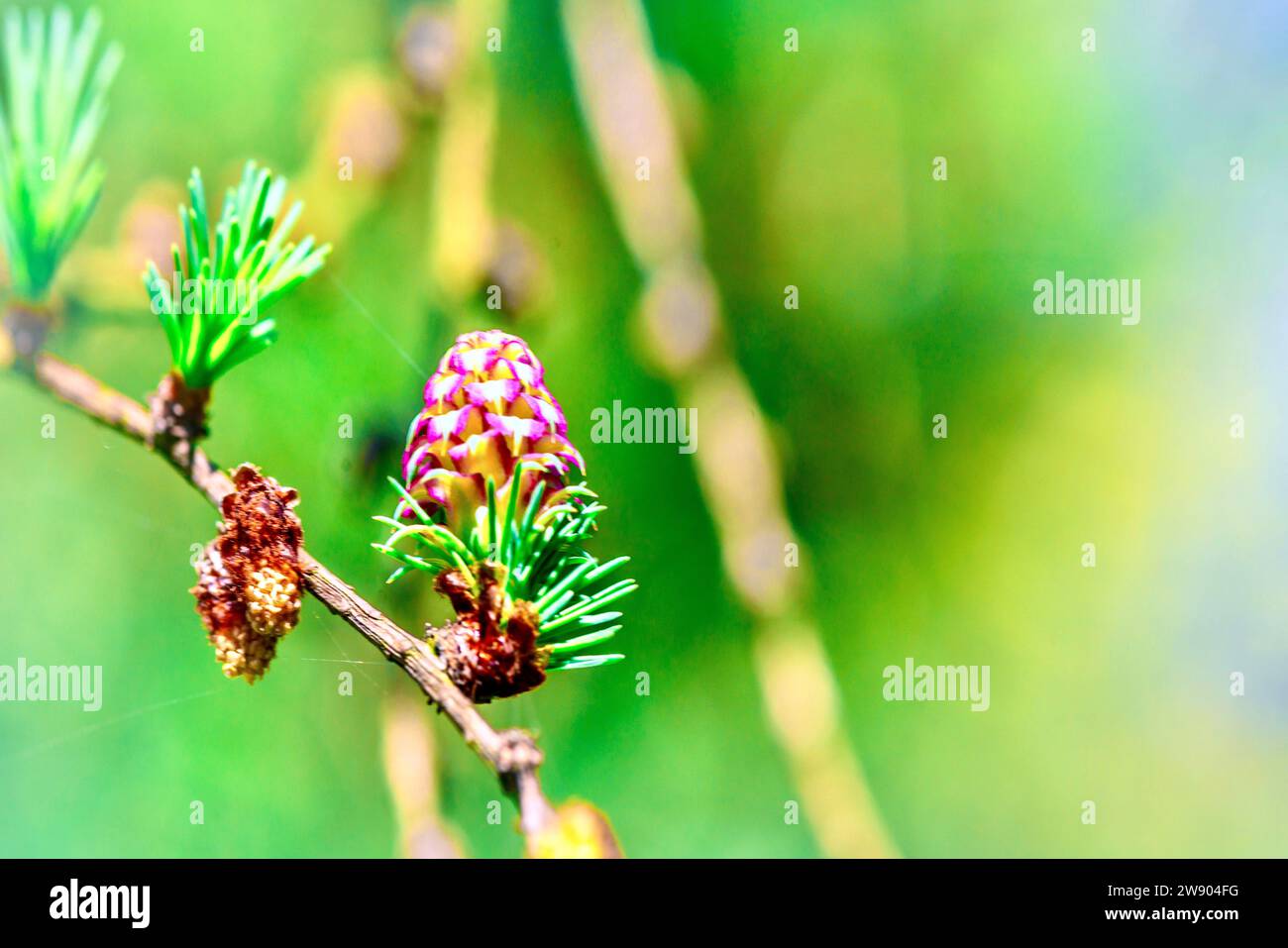 Young red seed larch hi-res stock photography and images - Alamy