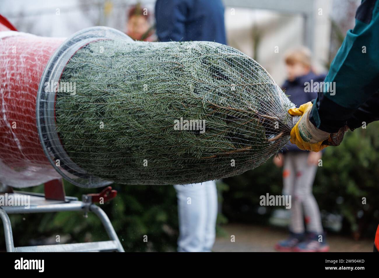 21 December 2023, Lower Saxony, Osnabrück: A Christmas tree is placed ...