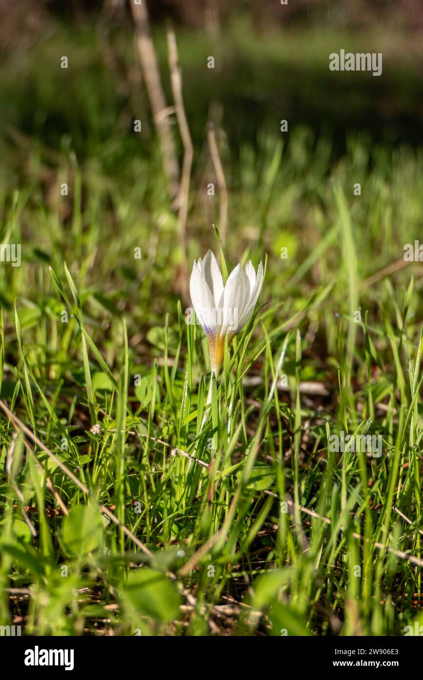 White flowers of wild Crocus aleppicus Barker close-up among green ...