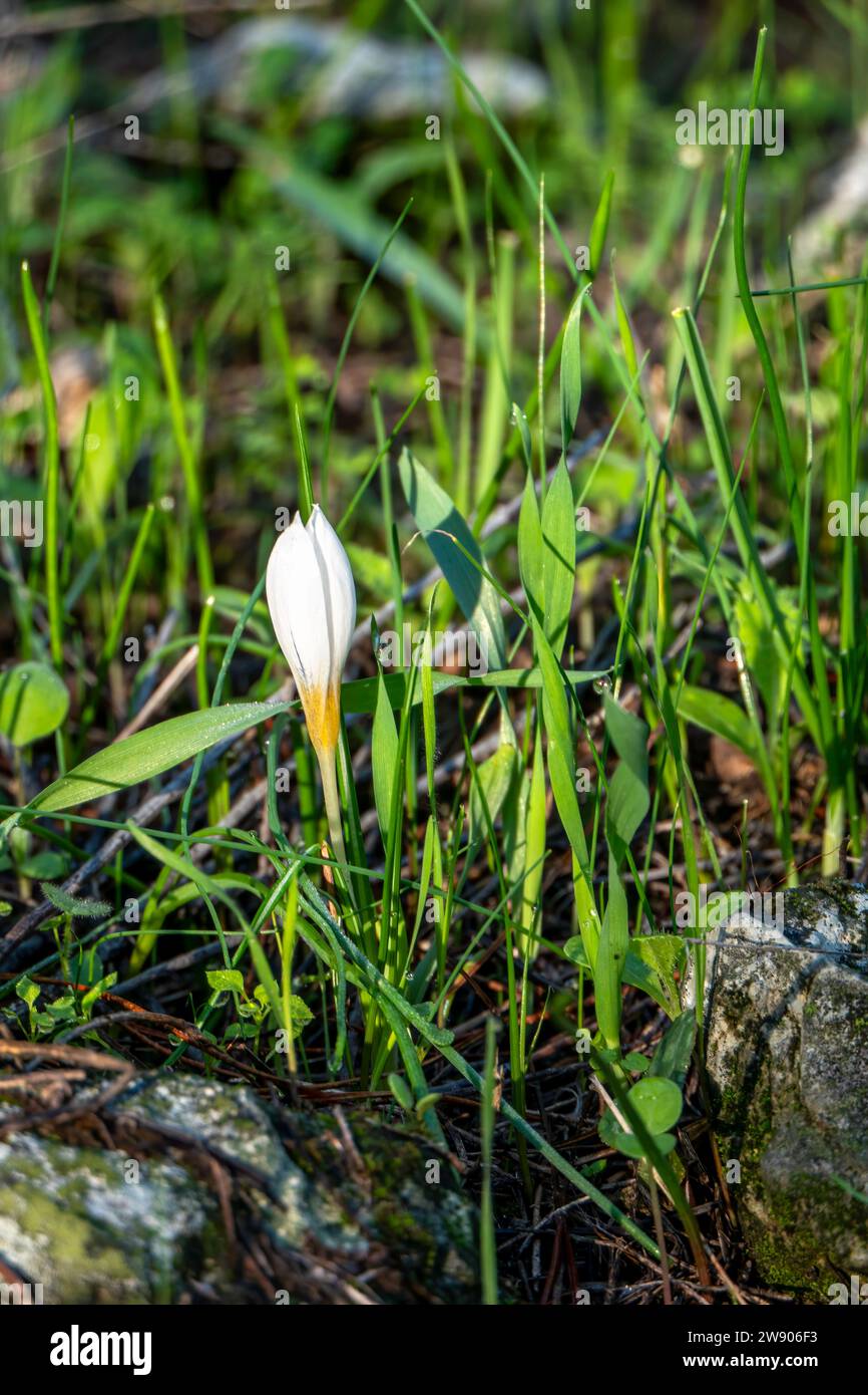 White flowers of wild Crocus aleppicus Barker close-up among green ...