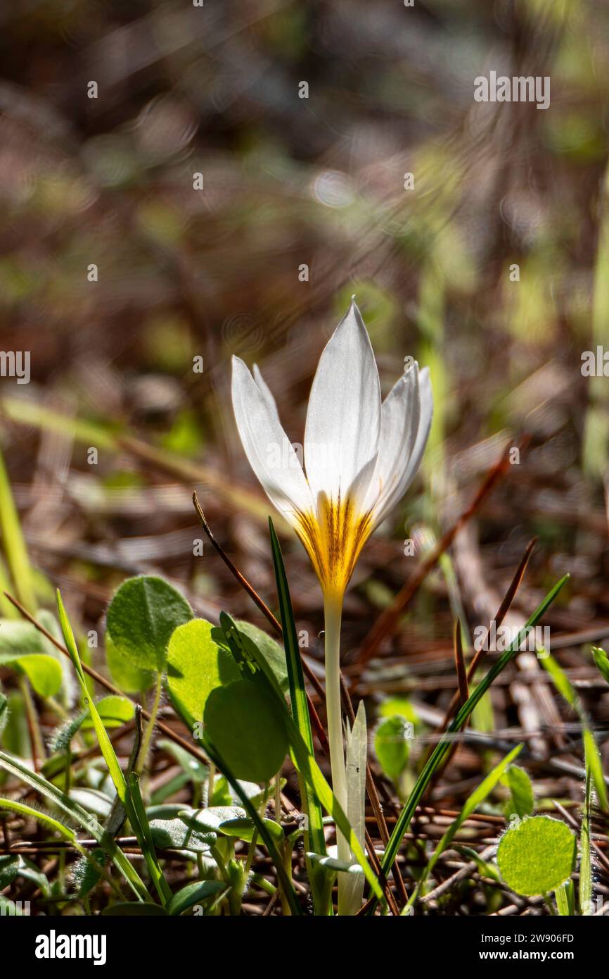 White flowers of wild Crocus aleppicus Barker close-up among green ...