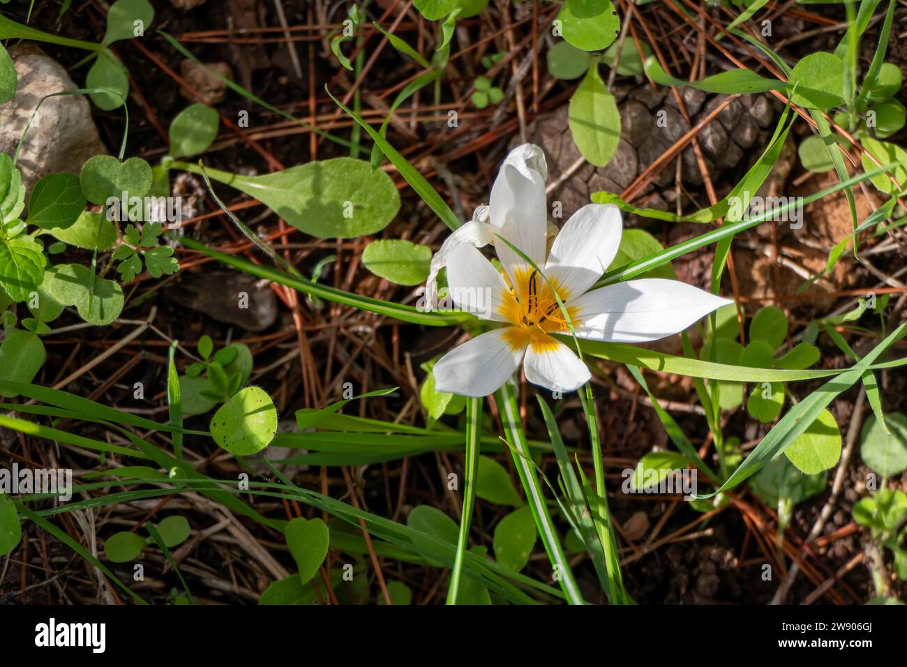 White flowers of wild Crocus aleppicus Barker close-up among green ...