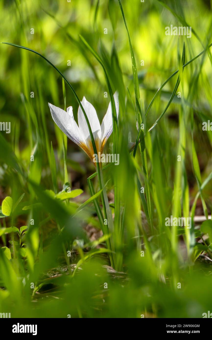White flowers of wild Crocus aleppicus Barker close-up among green ...
