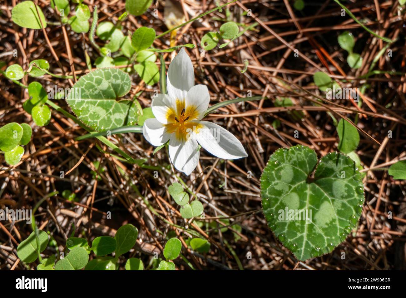 White flowers of wild Crocus aleppicus Barker close-up among green ...