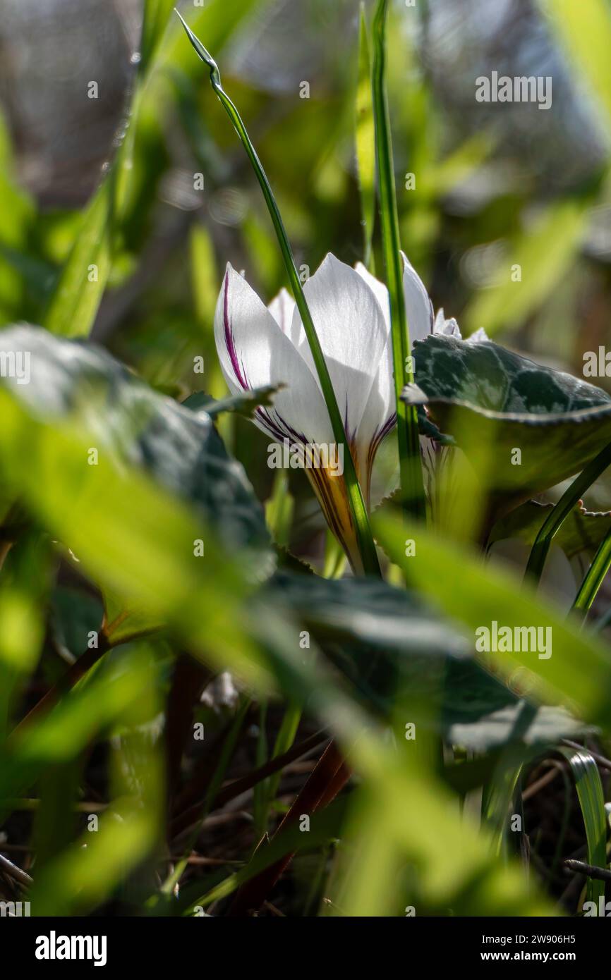 White flowers of wild Crocus aleppicus Barker close-up among green ...